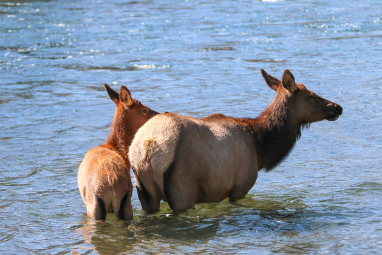 Guided Montana Float Trips on the Yellowstone River | Gardiner, MT